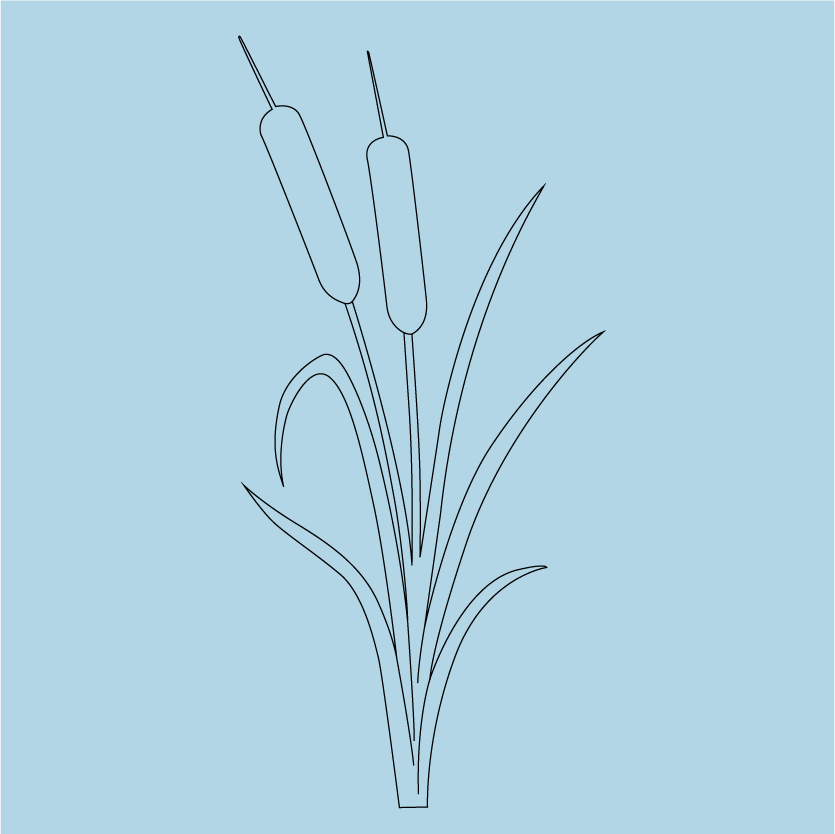 Le jonc de mer - Materiaux.archi